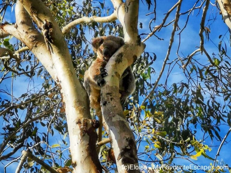 Where to see koalas in Brisbane: We spotted a few at some of these spots!