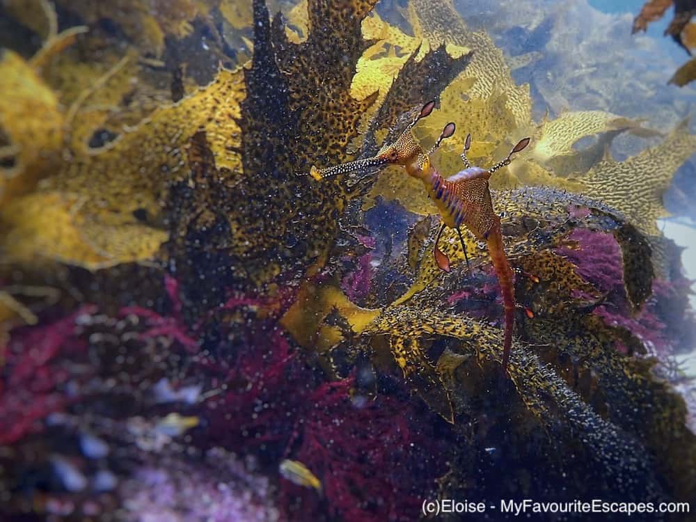 Scuba diving The Steps (Sydney): superb sea dragons and seahorses