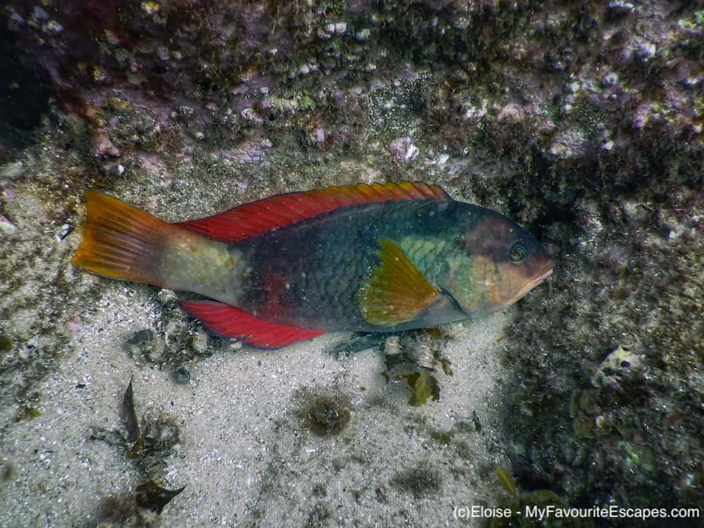 Tips for scuba diving Shelly Beach (Manly) in Cabbage Tree Reserve