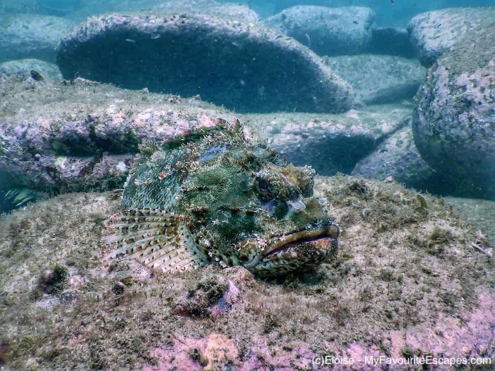 Tips for scuba diving Shelly Beach (Manly) in Cabbage Tree Reserve