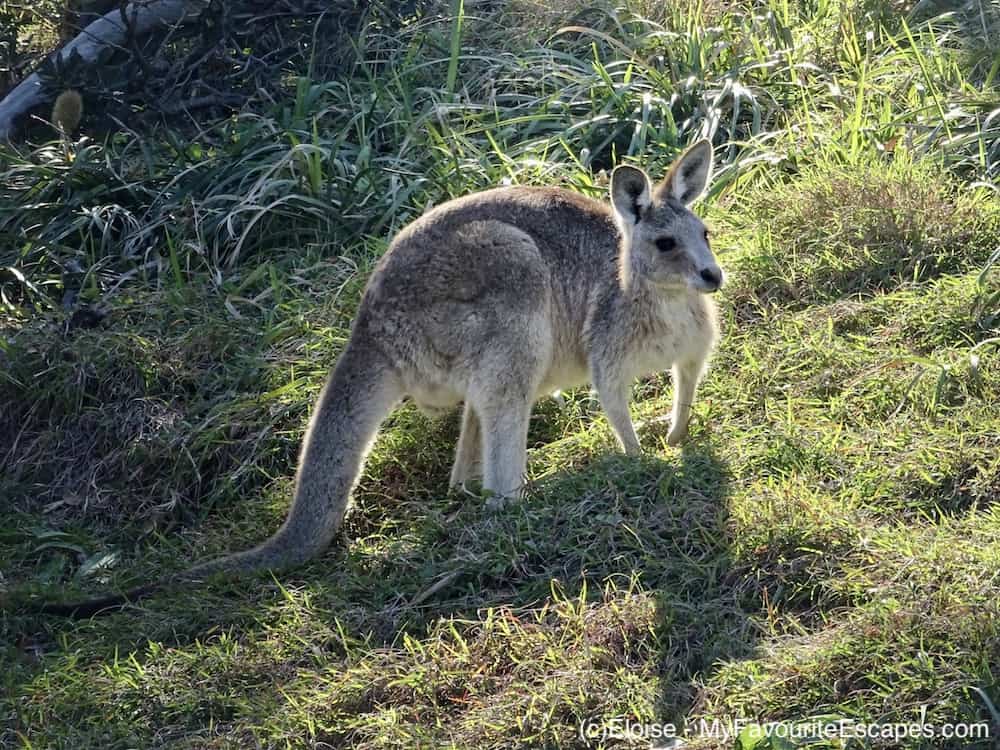 What to see on Minjerribah North Gorge Walk (Stradbroke Island)