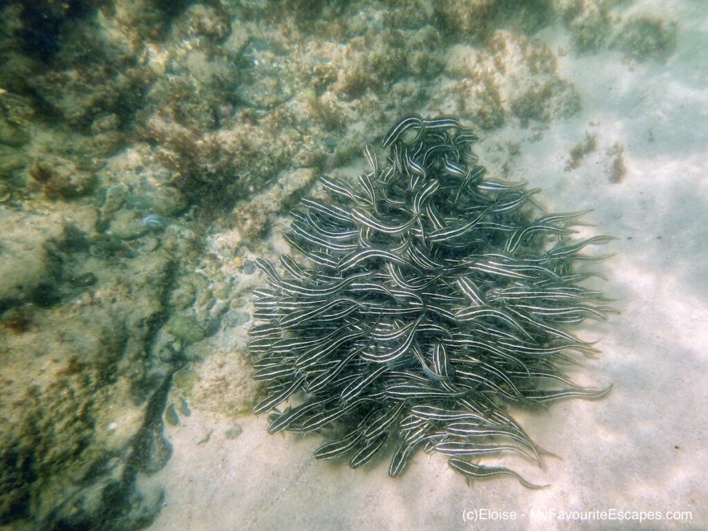 Snorkelling in Byron Bay: the best spots to see turtles