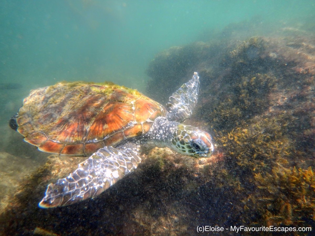 Snorkelling in Byron Bay: the best spots to see turtles