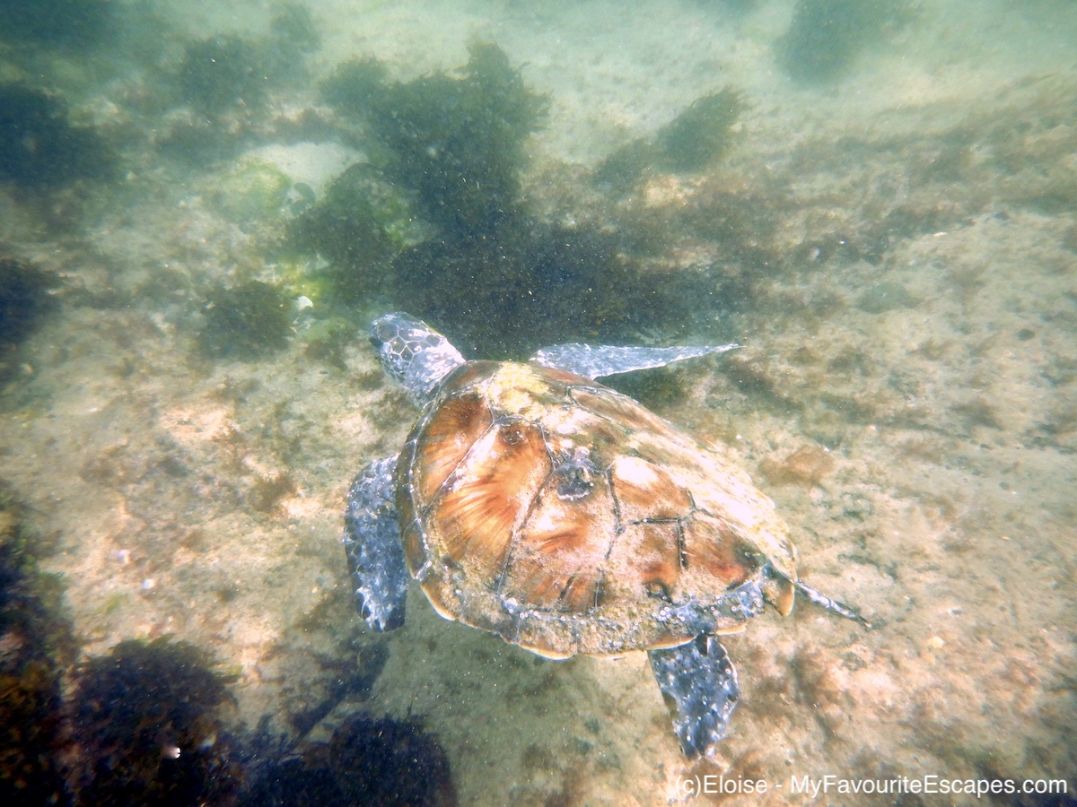 Snorkelling in Byron Bay: the best spots to see turtles