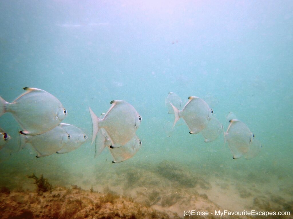 Snorkelling in Byron Bay: the best spots to see turtles