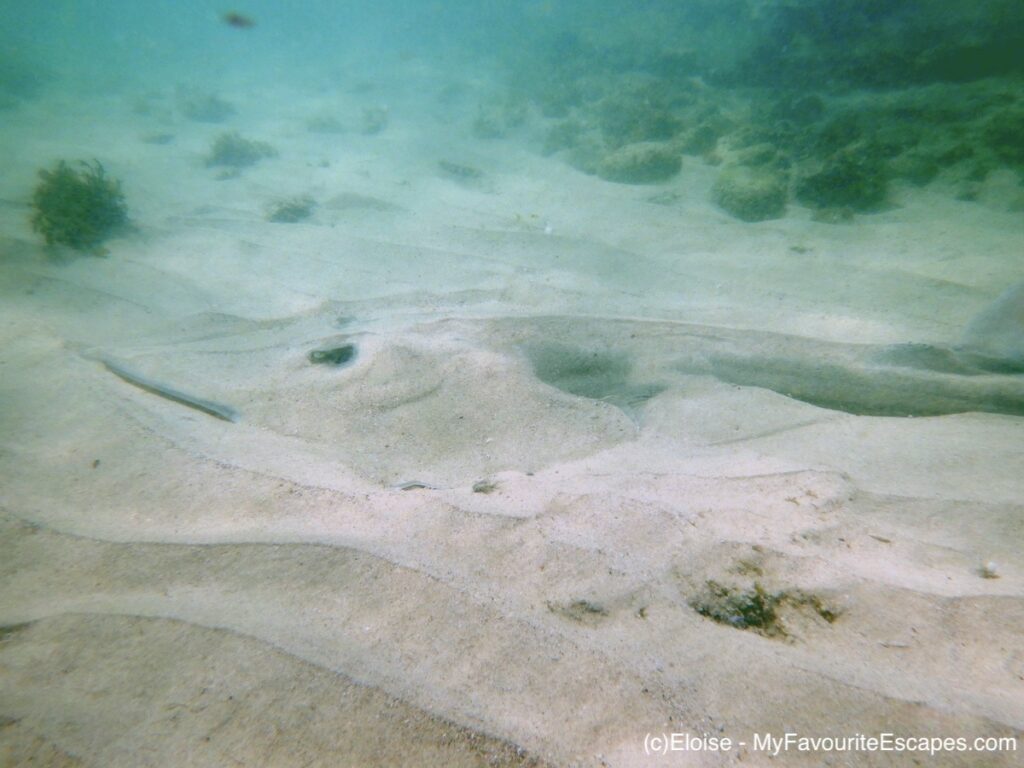 Snorkelling in Byron Bay: the best spots to see turtles