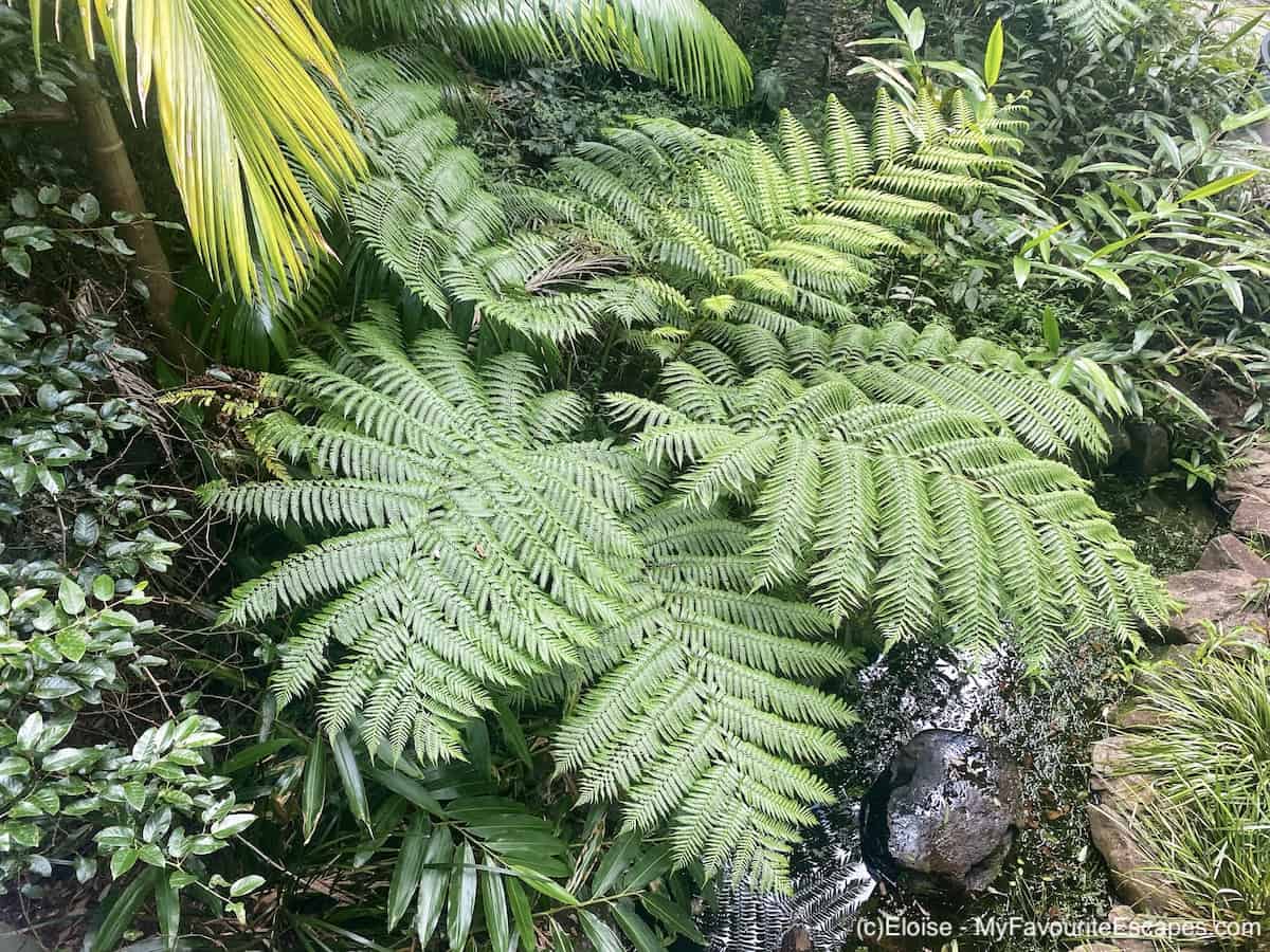 Tips to make the best of the Mary Cairncross Walk in the Glasshouse ...