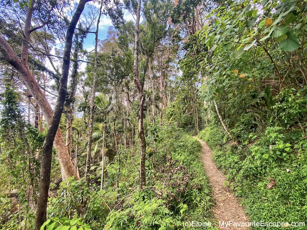 Tips to walk Caves Track in Lamington National Park