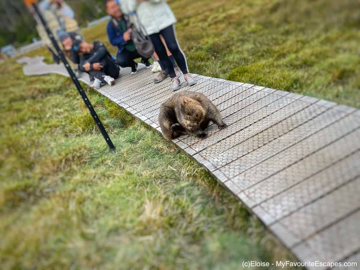 How and where to see wombats in Tasmania