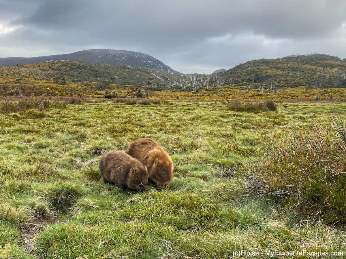 How and where to see wombats in Tasmania