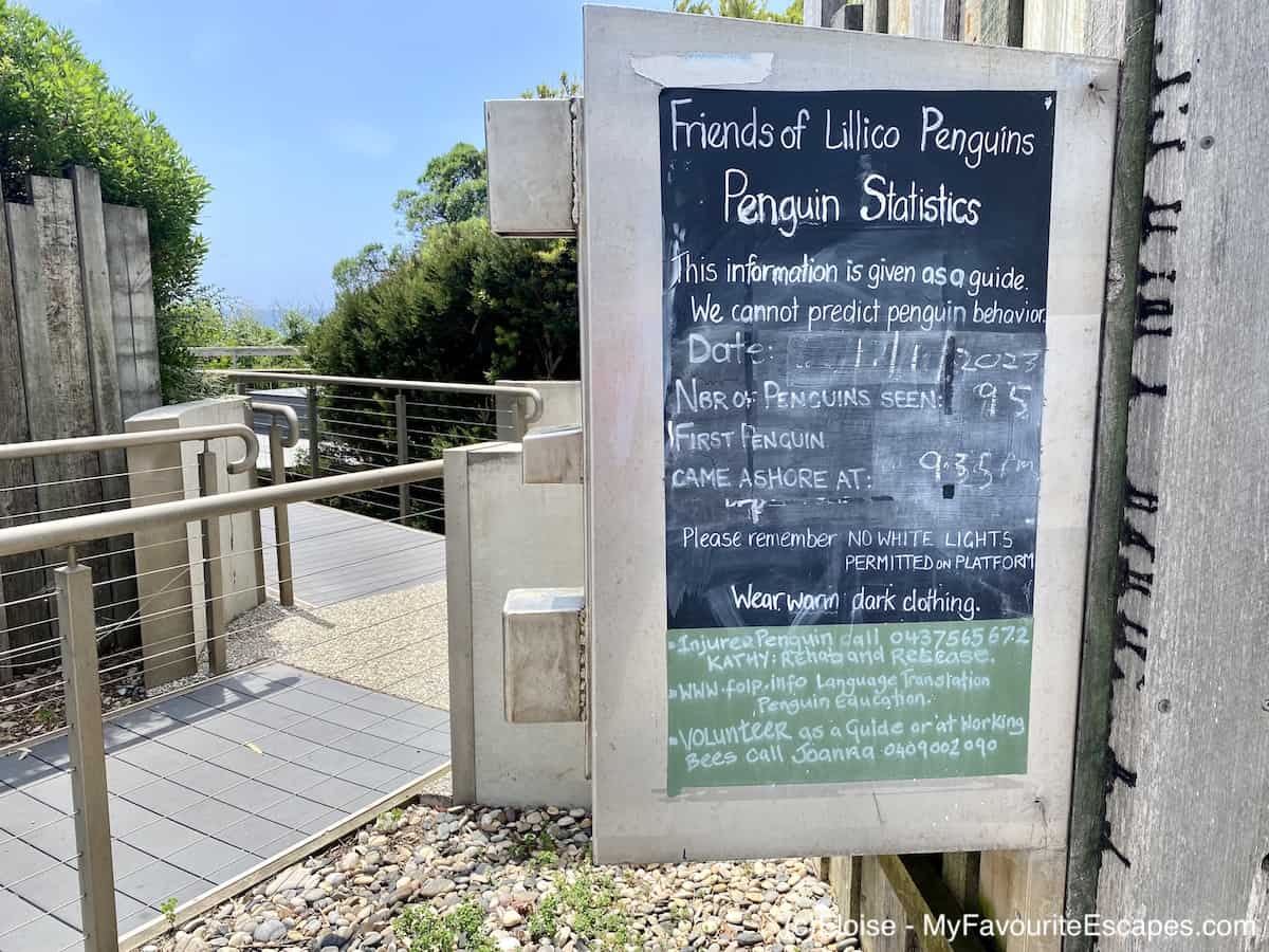 Close encounters with penguins in Tasmania: where and when to go