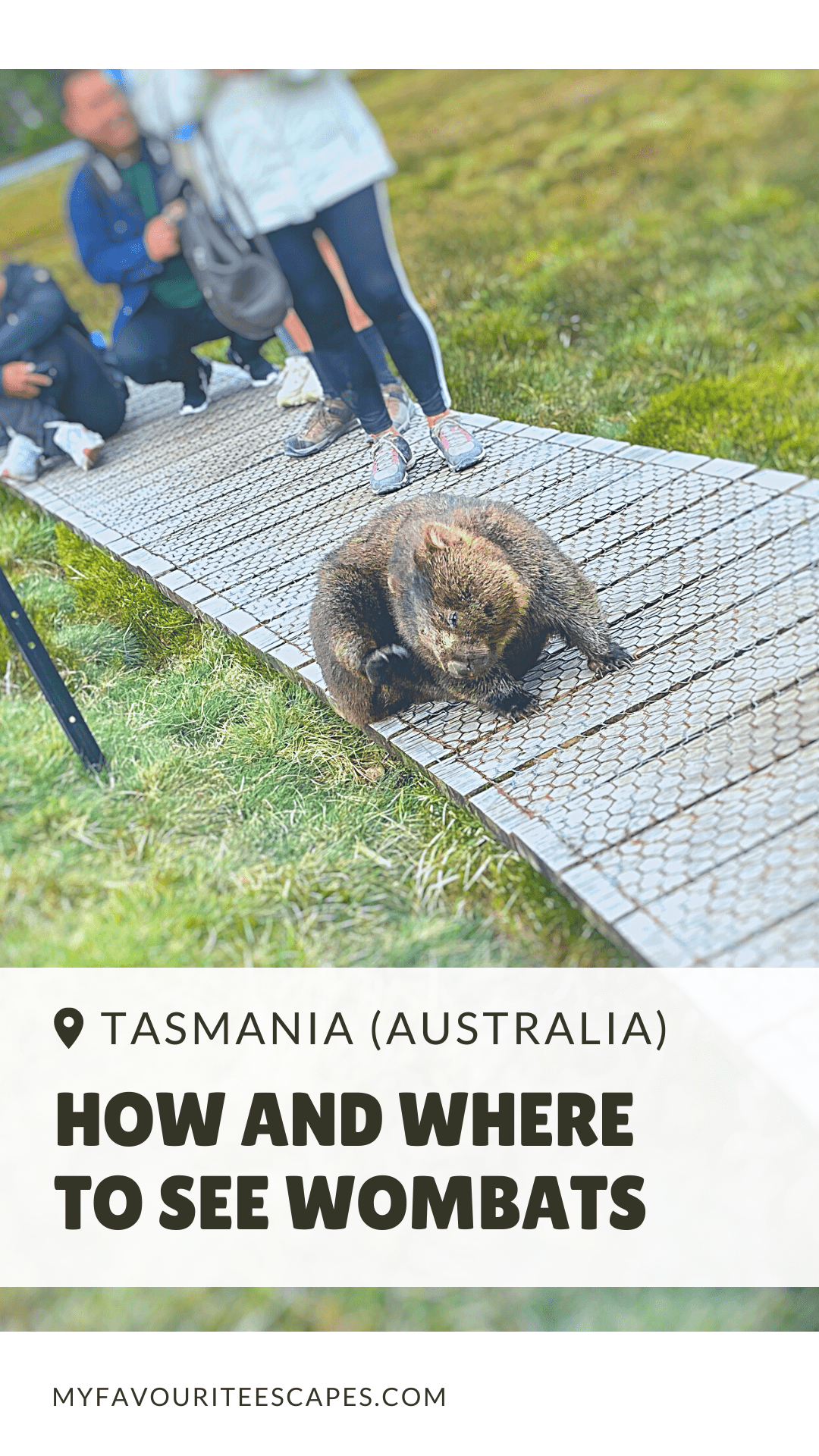 How and where to see wombats in Tasmania
