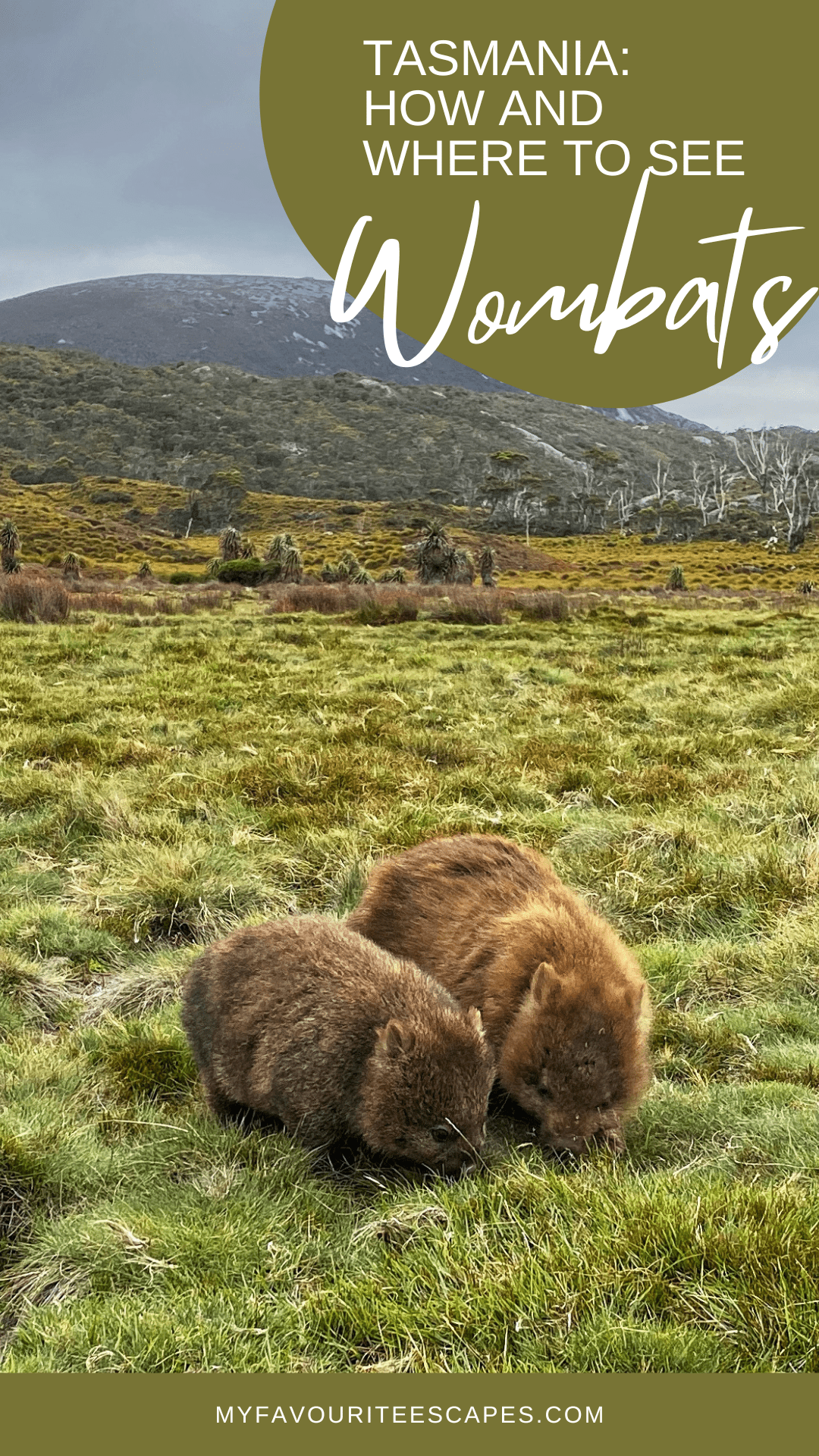 How and where to see wombats in Tasmania