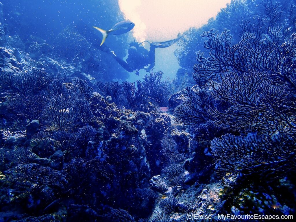 Scuba diving in Guadeloupe: Explore the archipelago’s underwater beauty