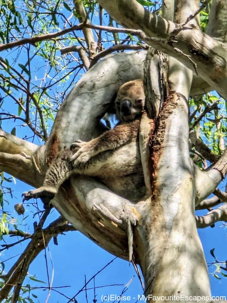 Where to see koalas in Brisbane: We spotted a few at some of these spots!