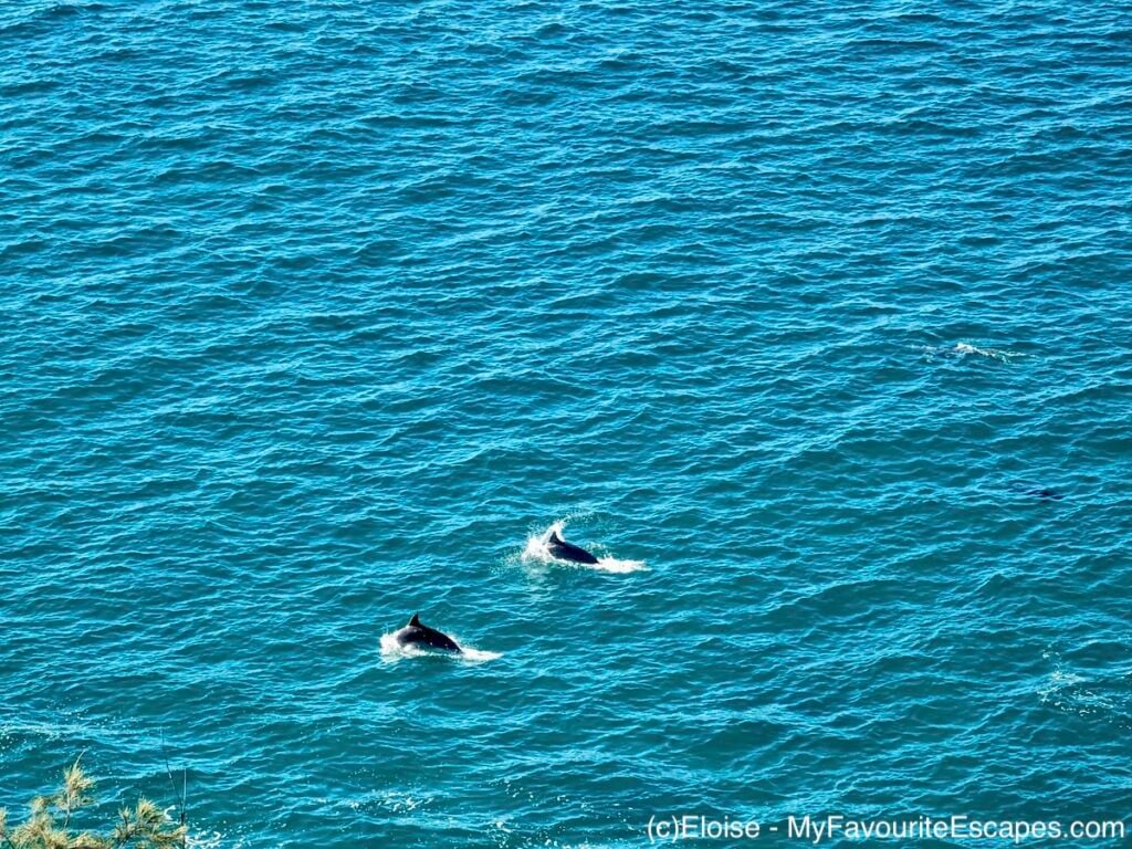 Tips to maximise your day trip to Noosa and spot wildlife