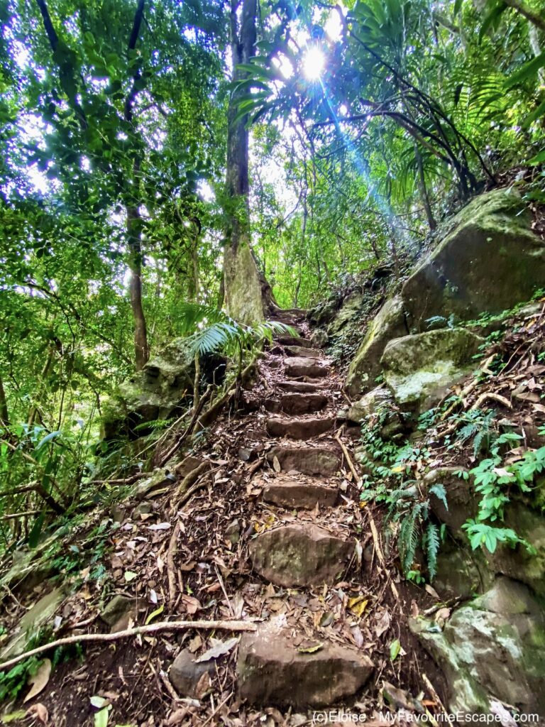 Warrie Circuit, Springbrook National Park: my experience and tips