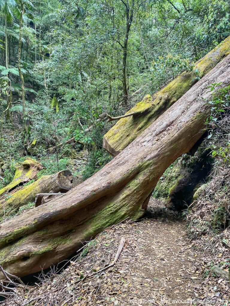 Warrie Circuit, Springbrook National Park: my experience and tips