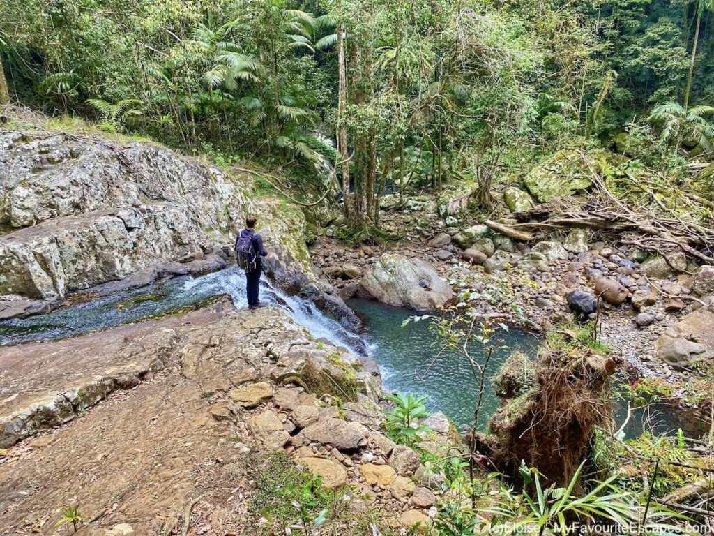 Warrie Circuit, Springbrook National Park: my experience and tips