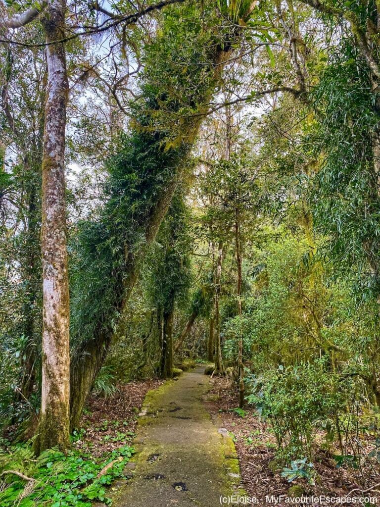 Springbrook National Park walks: Which ones I’d recommend most (and why!)