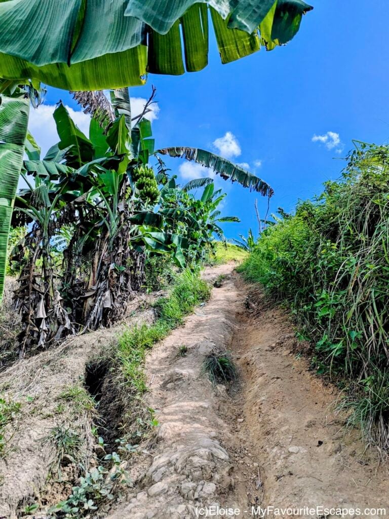 Things to know before hiking Alicia Panoramic Park in Bohol